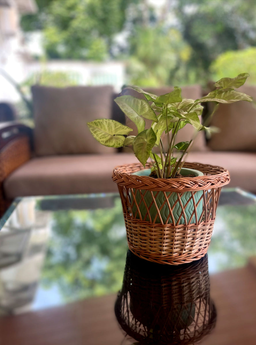 Handcrafted English Willow Planter from Kashmir – Pine cone™